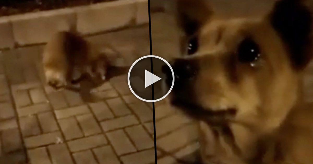 Stray Dog ‘Cries With Joy’ As Stranger Feeds It - Cat Lovers