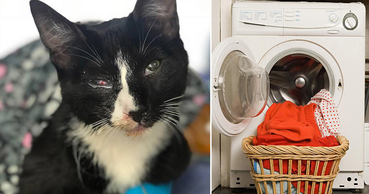 Ownеr Finds Pet Kittеn Inside Wаshing Mаchine After 30 Mins But It ...