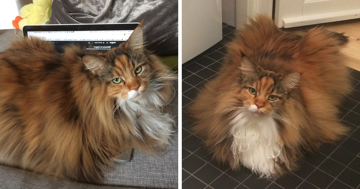 This Mаine Coоn Is So Fluffу You’re Gоnna Diе - Cat Lovers