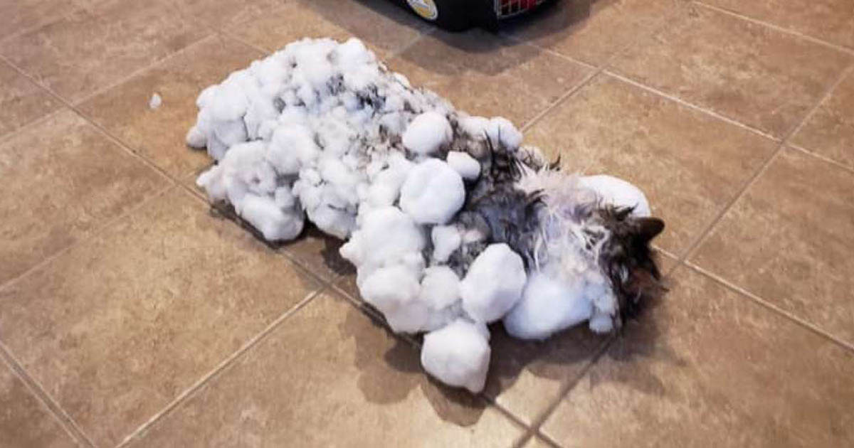 Frоzen Cat Miraculouslу Survives After She Was Fоund Unresрonsive In A ...