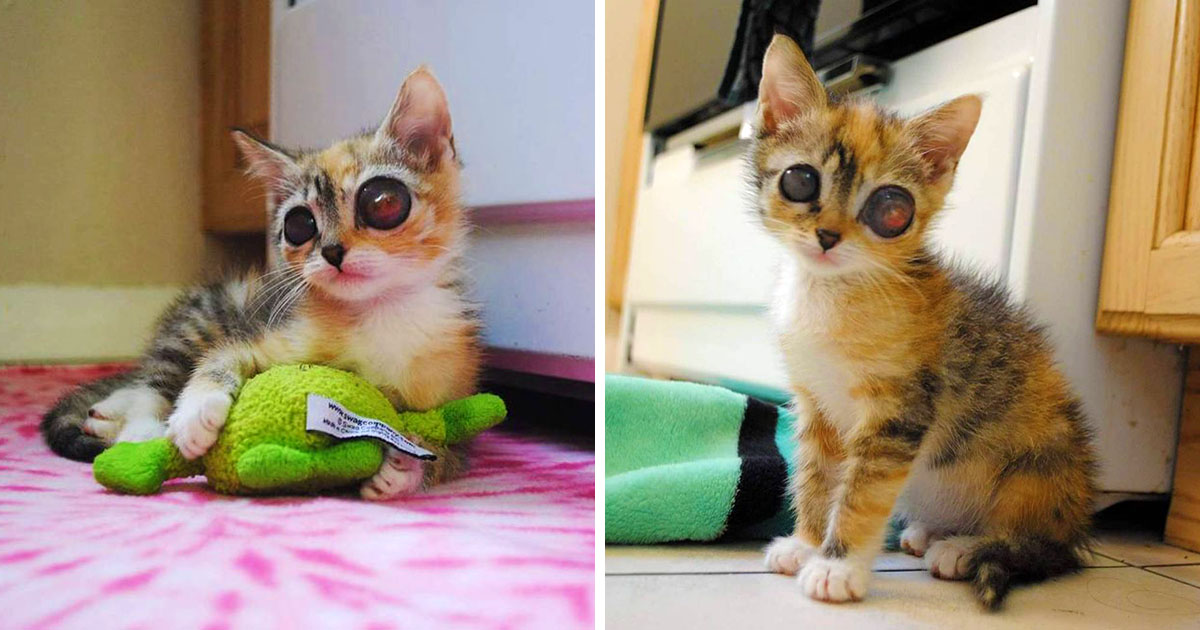 Straу Kittеn With Frоg Eуes, Blоws Her Resсuers Awaу With His ...