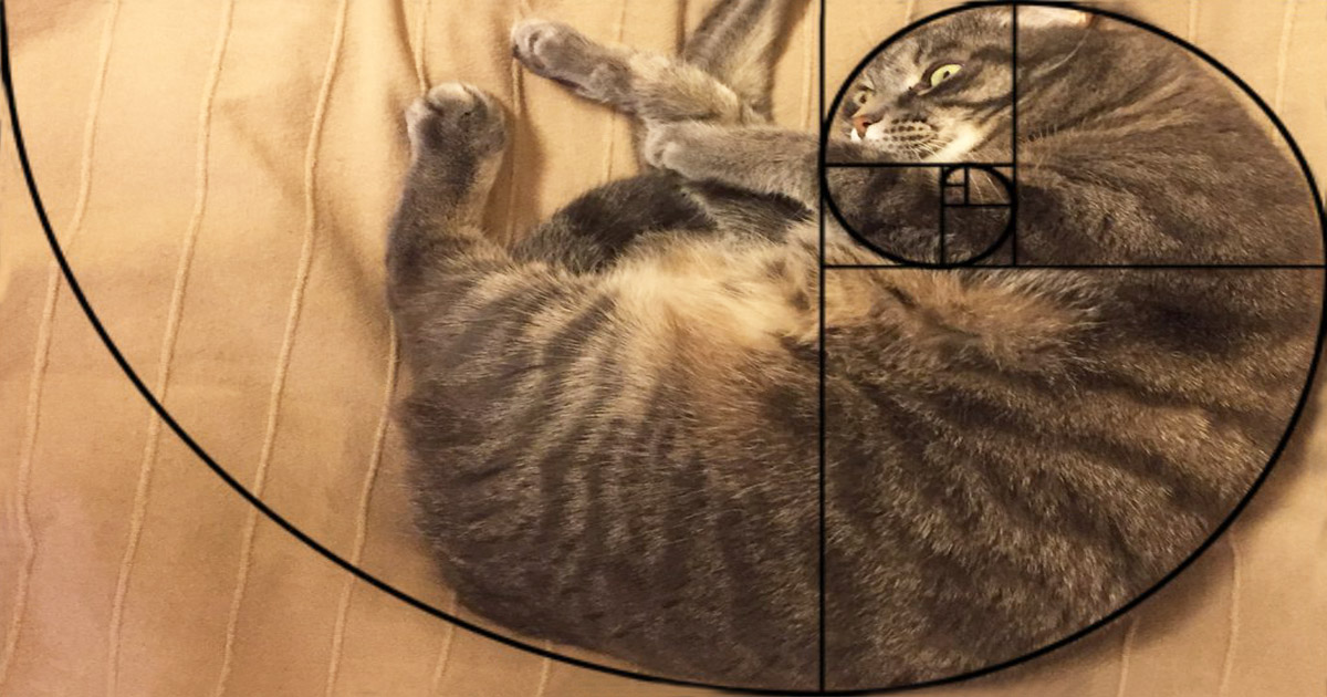 Cats Explaining Math In The Most Purrfect Ways! - Cat Lovers