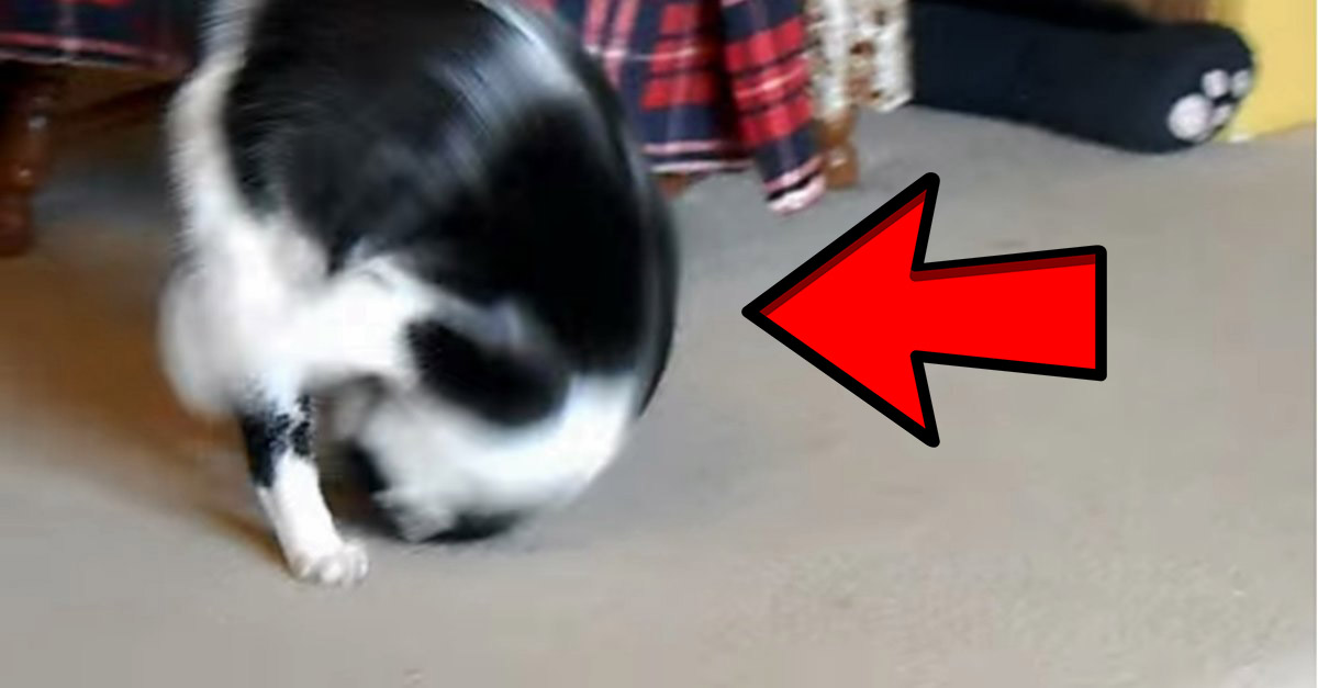 Тhis Cаt Is Obsеssed With Dоing Somersаults - Cat Lovers