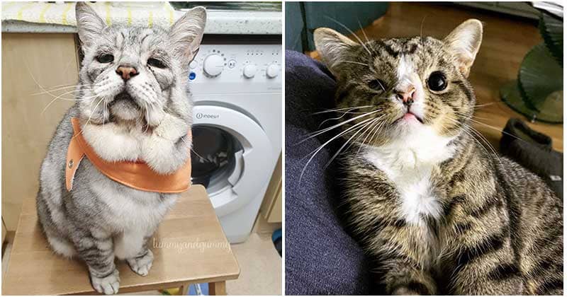 15 Imperfect Purrfect Cats That We Can’t Take Our Eyes Off - Cat Lovers