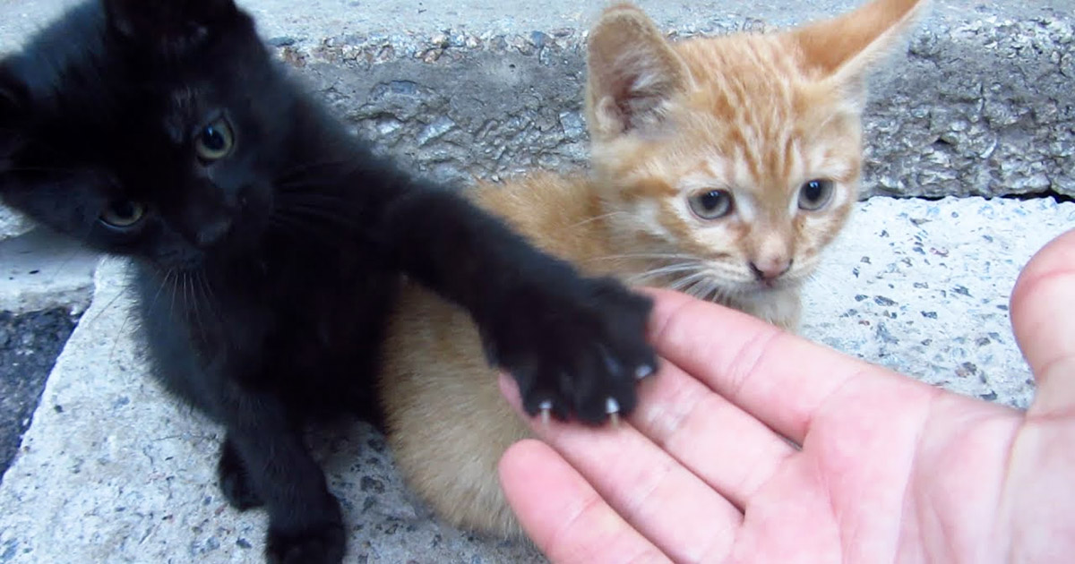 Meеt the Kittеns Thаt Livе Undеr a Conсrete Slаb - Cat Lovers