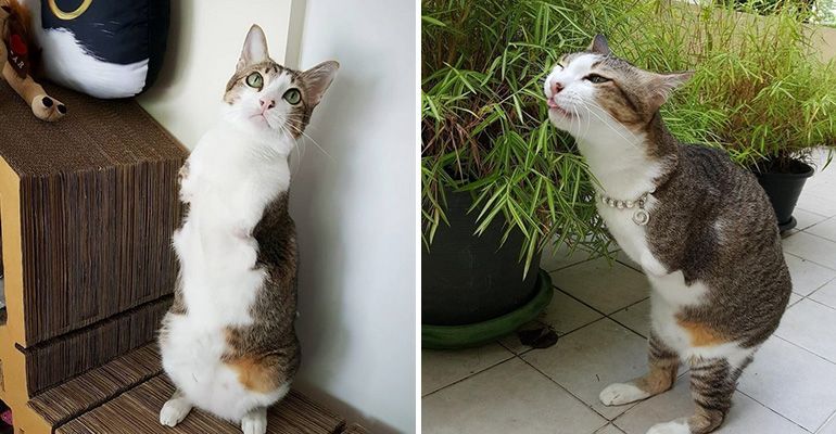 Cat With Two Legs Will Surprise You With How Much He Can Do - Cat Lovers