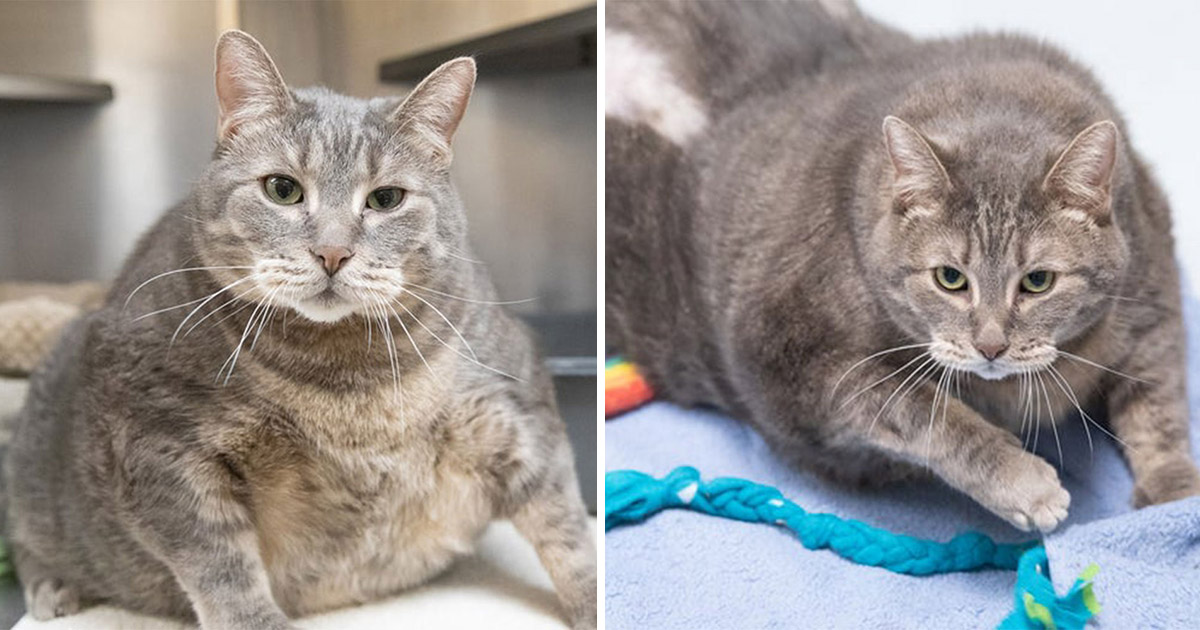 This 30 lbs. Chunker is Looking for a New and Attentive Owner that Can ...