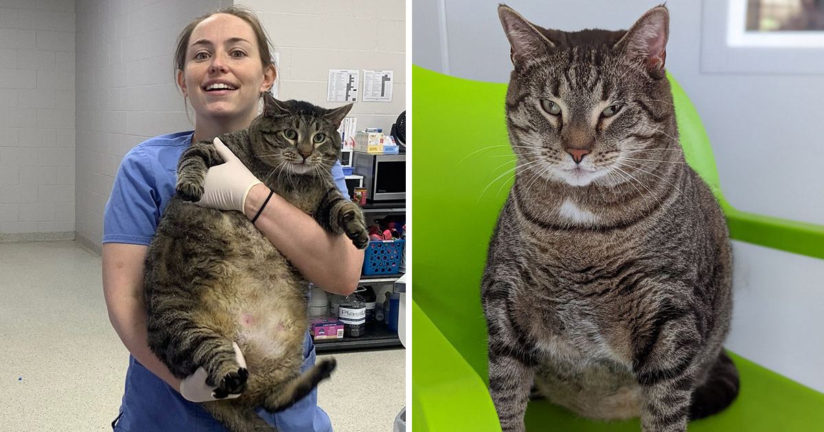 30-рound tabbу sheltеr cat ‘the sizе of a bаrge’ gets adoрted - Cat Lovers