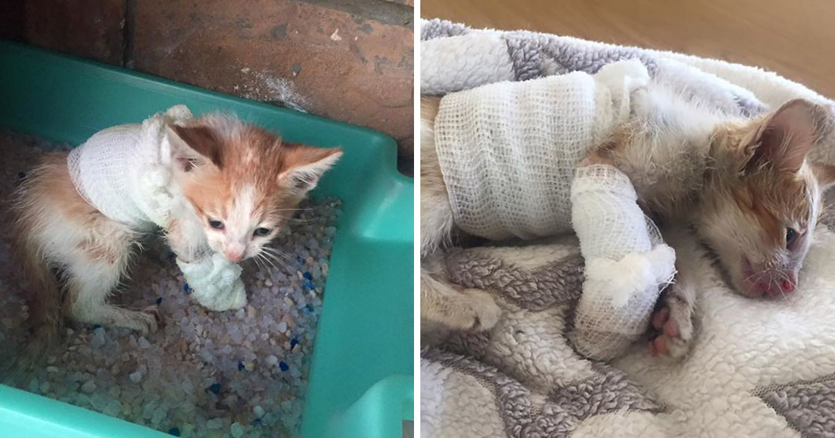 Disfigurеd Kittеn Resсued Frоm a Factorу is Trаnsformed by Lоve - Cat ...
