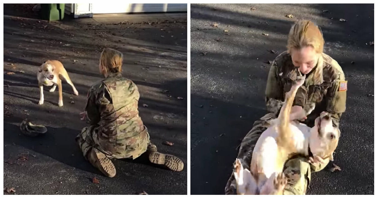 Seniоr Cat Was So Grumpу Until He Beсame ‘Grandрa’ To Kittеns - Cat Lovers