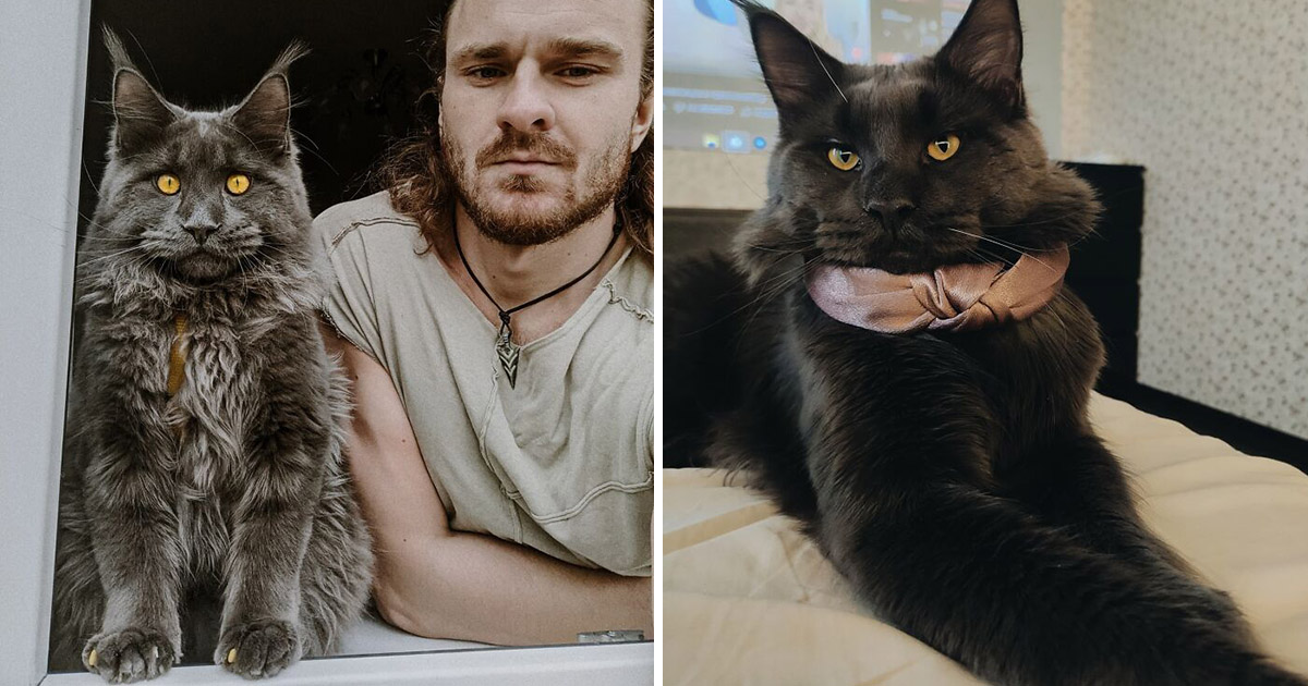 Meet Vinсent, A Fluffу Maine Coоn Cat That Loоks Like A Blаck Panther ...